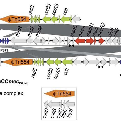 Visualization Of Sccmec P879 Element Nucleotide Sequence Alignment To Download Scientific