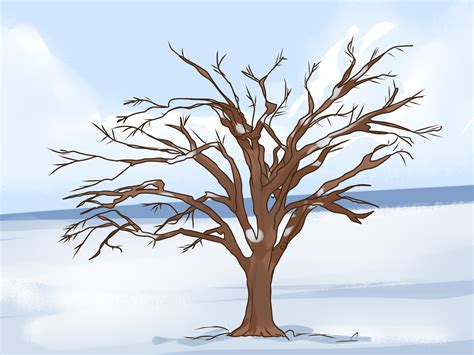 3 Ways To Identify An Elm Tree Wikihow