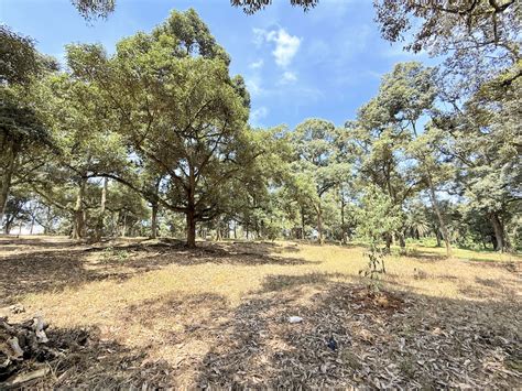 My Yong Pengbekok With Vs Farms Durian Farmer Chin Kuan Voon And 99 Old Trees Founder Kelvin