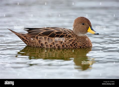 south georgia pintail anas georgica georgica salisbury plain south georgia island stock