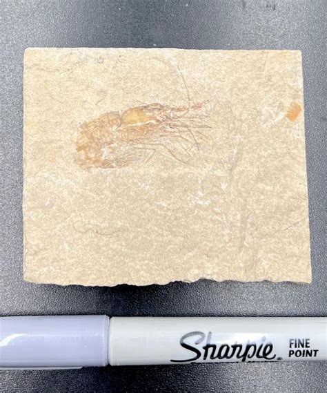 House Of Fossils And Gems Shrimp Fossil