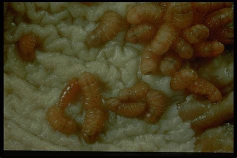 Horse Fly Larvae
