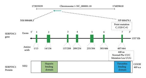 Antithrombin Deficiency Is Associated With A Novel Homozygous