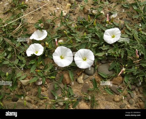 Field Bindweed At Dean Metoyer Blog