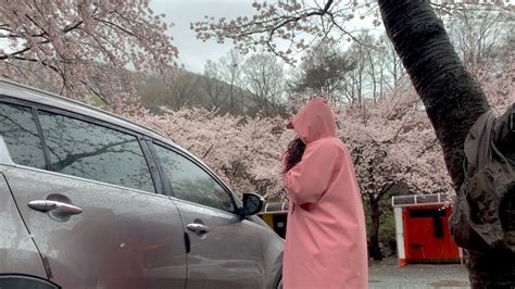 벚꽃 비 내리던 날☔️ 솔로캠핑 벚꽃캠핑 벚꽃명당 스포티지 차박 캠핑 브이로그 밀양 패밀리 오토캠핑장