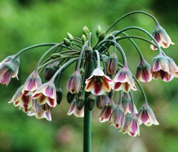 Лук декоративный, Аллиум. Allium. Фото, посадка, уход, выращивание