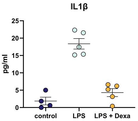 Inflammasome Activation In Organotypic Brain Slices