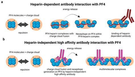 Interaction Of Pf4 With Heparin Dependent Antibodies And Download Scientific Diagram