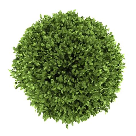 Shrubs Top View Stock Photos Royalty Free Shrubs Top View Images Depositphotos