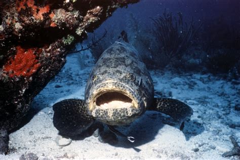 Goliath Grouper Epinephelus Itajara Angari Foundation