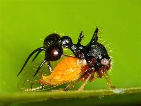 The Ant Mimicking Treehopper The Ark In Space