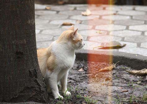 Kucing Hewan Anjing Foto Gratis Di Pixabay Pixabay