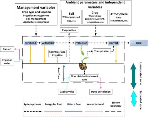 Crop Growth Simulation Framework Considering Interactions With Water