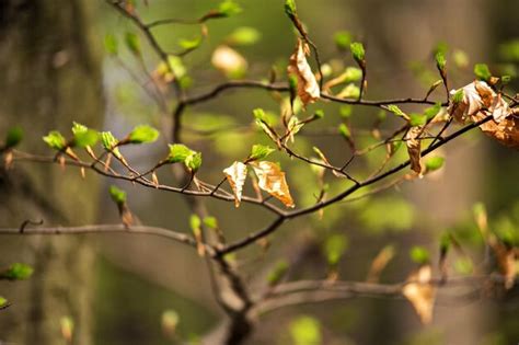 Premium Photo Close Up Of Tree Branch Premium Photo Close Up Of Tree Branch