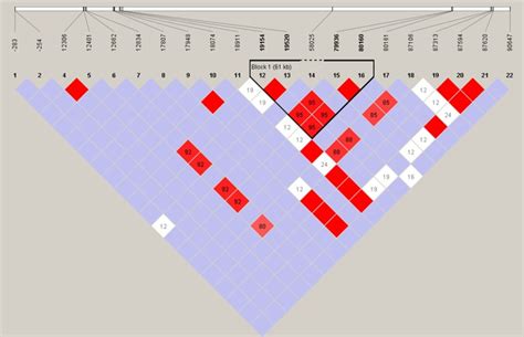 Genetic Polymorphisms And Phenotypic Analysis Of Drug Metabolizing