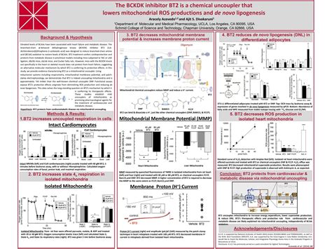 Dr Aracely Acevedo The Bckdk Inhibitor Bt2 Is A Chemical Uncoupler