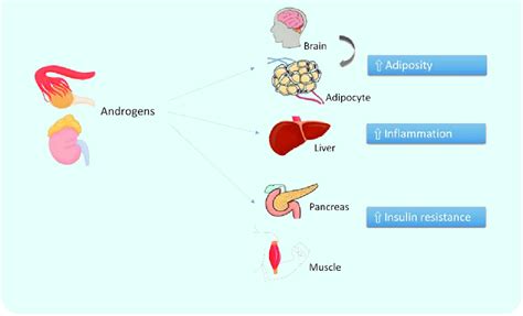 Major Sites Of Androgen Production In The Female With Their