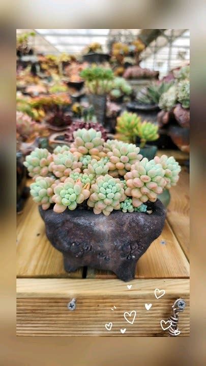 착한마녀의 다육이야기 다육이 다육이농원 다육이정원 다육이키핑장 다육이종류 다육이판매 다육이하우스 다육이선물 다육