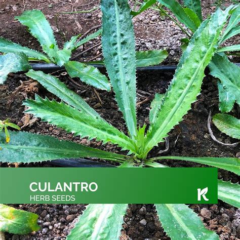 1000 Culantro Seeds Eryngium Foetidum Semillas De Culantro