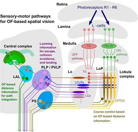 Optic Flow Processing In Insect Nervous System Schematic Of The Visual