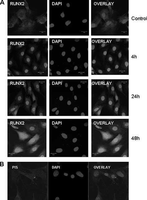 Dmp1 Stimulates The Nuclear Translocation Of Runx2 Confocal Image