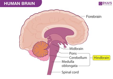 Hindbrain Short Notes For NEET Biology