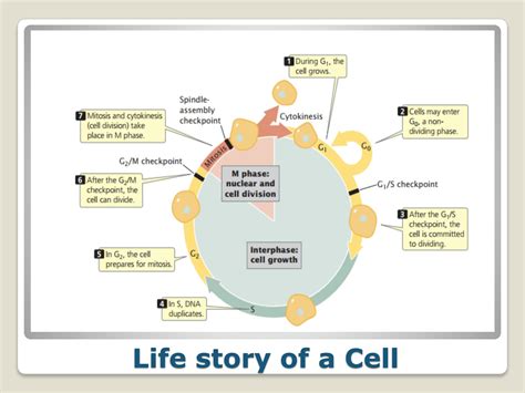 SOLUTION Cell Cycle Studypool