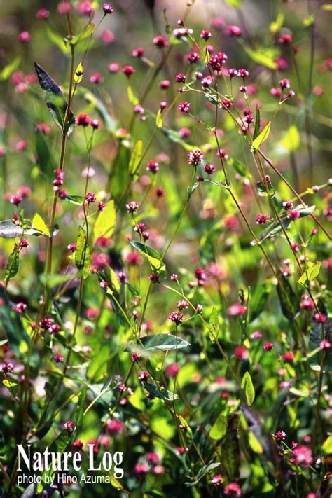 植物記265アキノウナギツカミ