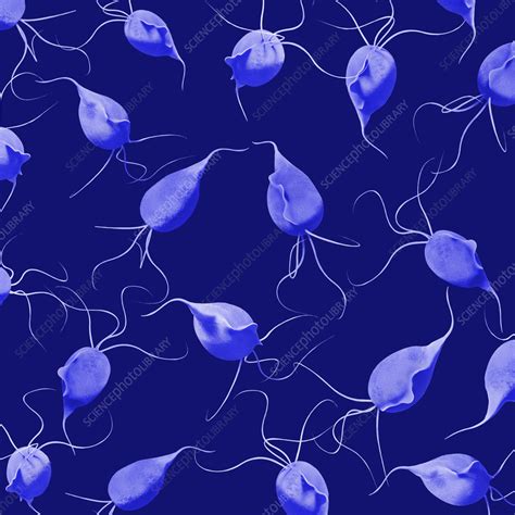 Trichomonas Vaginalis Parasite Illustration Stock Image C0563602
