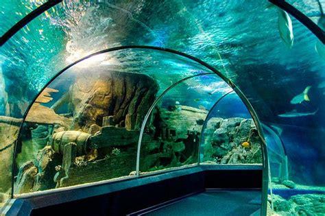 Семейный отдых в Адлере