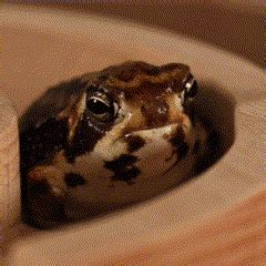 Common Rain Frog Ninja Frog  Common Rain Frog Ninja Frog Yawn