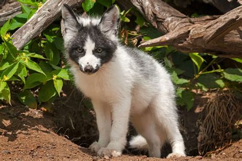 Canadian Marble Fox Fascinating Facts And Purchase Guide Efdyeq
