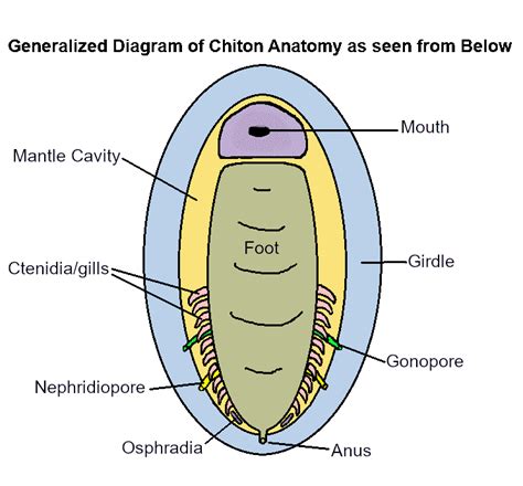 Class Polyplacophora Chitons Information Earth Life