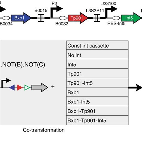 Characterization Of Recombinase Logic Devices Using Constitutive Download Scientific Diagram