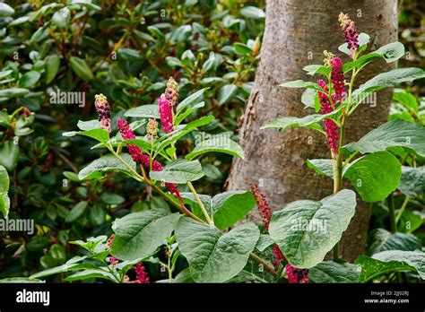 Closeup Of Indian Poke Plants Growing Against A Tree In A Quiet
