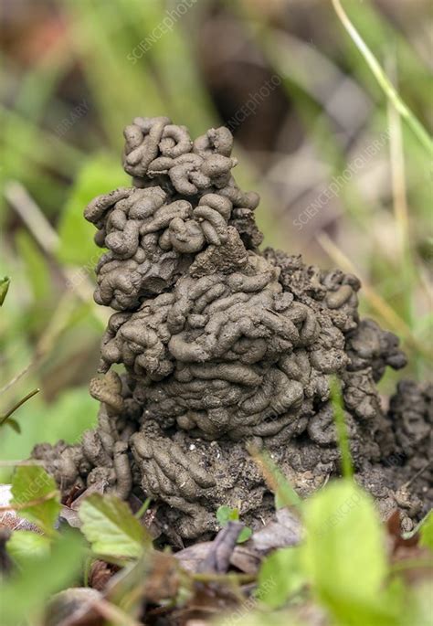 Earthworm Worm Casts Stock Image C0511335 Science Photo Library