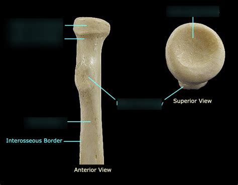 Proximal Radius Diagram Quizlet