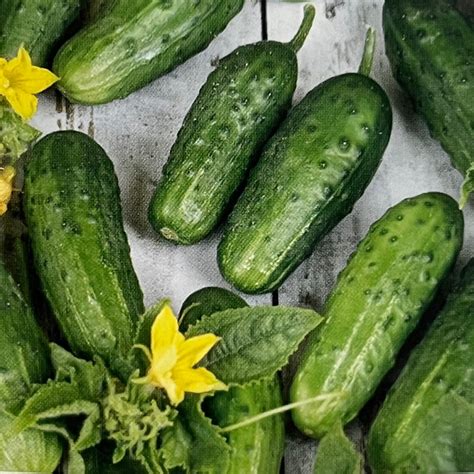 Cornichon Anulka H Kernelivdk