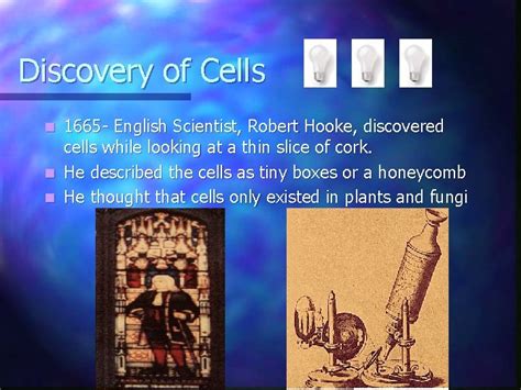 The Cell Theory Discovery Of Cells 1665 English