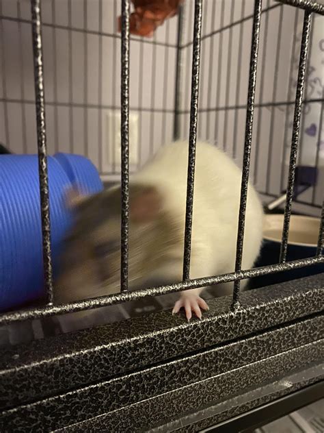 tried getting nice photos of swiss😂 r rats