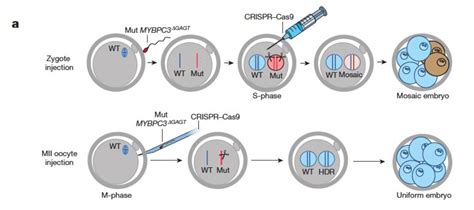 Review Of Mitalipov Paper Crispring Human Embryos Transformative Work