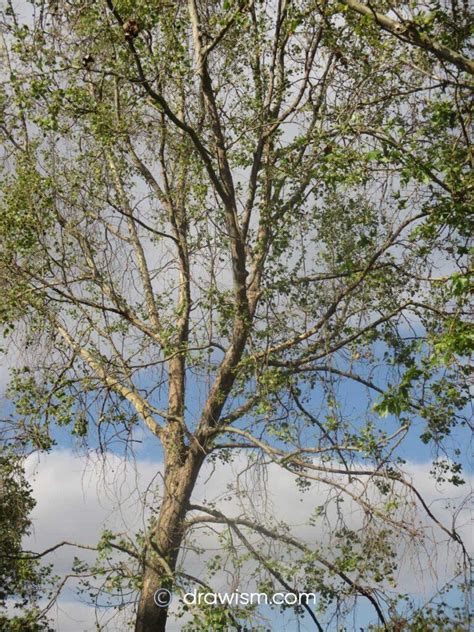 How To Start Drawing A Tree Branch Freehand Simple