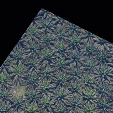 Just For Report 2 Object Detection Dataset By Health Detection