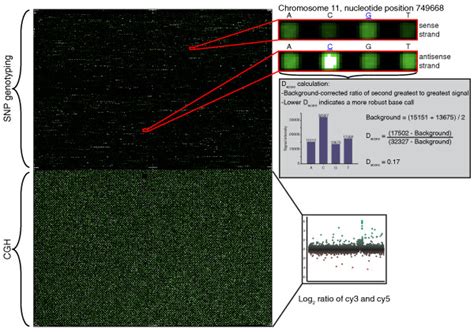 Microarray Layout And Design The Microarray Contains Blocks Of Download Scientific Diagram