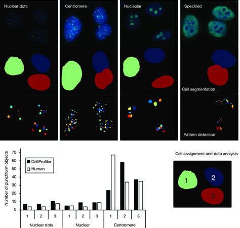 pattern recognition in foci quantification and pattern classification