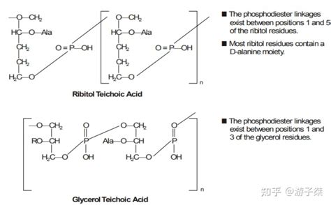 细菌细胞结构及其组成成分 知乎