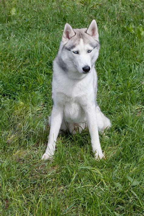 Cute Siberian Husky Is Sitting On A Spring Meadow Stock Image Image