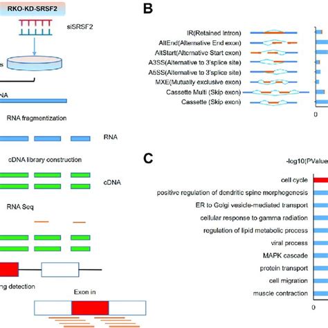 Alternative Splicing Profiles Affected By Srsf2 In Rko Cells A