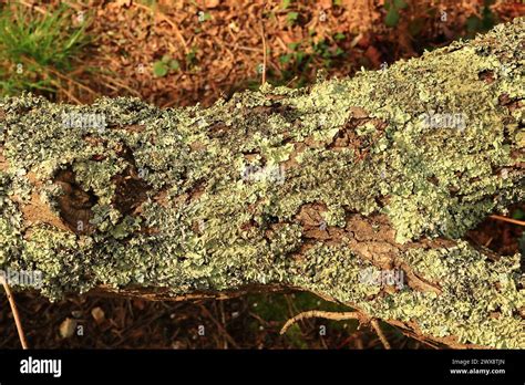A Felled Tree Trunk Covered In Lichen Early Spring Photo Taken In Woodland In The Wildgrounds