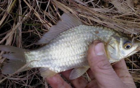 0基礎7天成為釣鯽魚高手 每日頭條